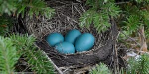 The Kerulos Center for Nonviolence – One touch of nature makes the ...